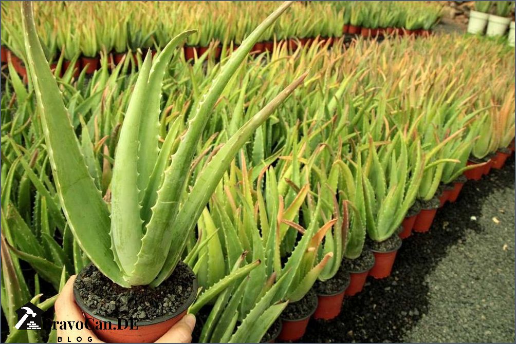 Aloe Vera Draussen Temperatur