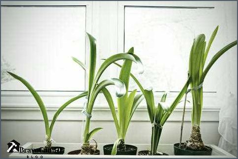 Amaryllis Nach Der Blte Aufbewahren