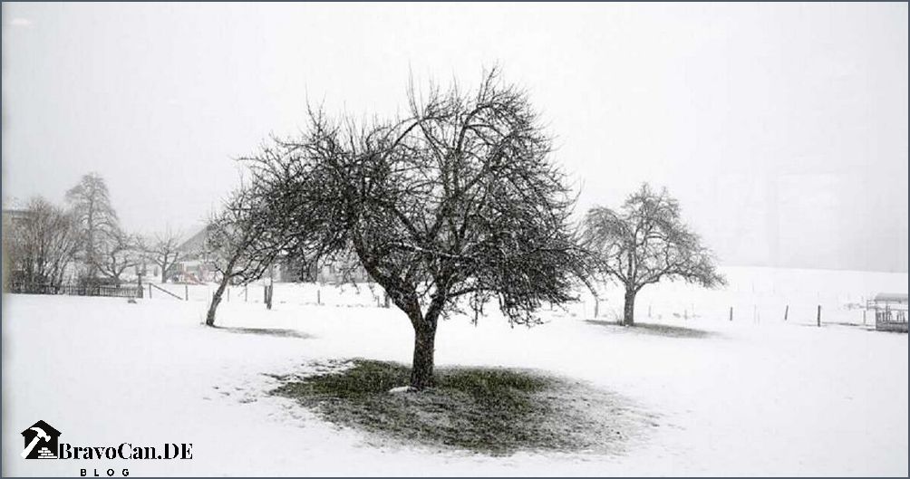 Baum im Winter Bedeutung Pflege und Schutz – Bravocan.DE