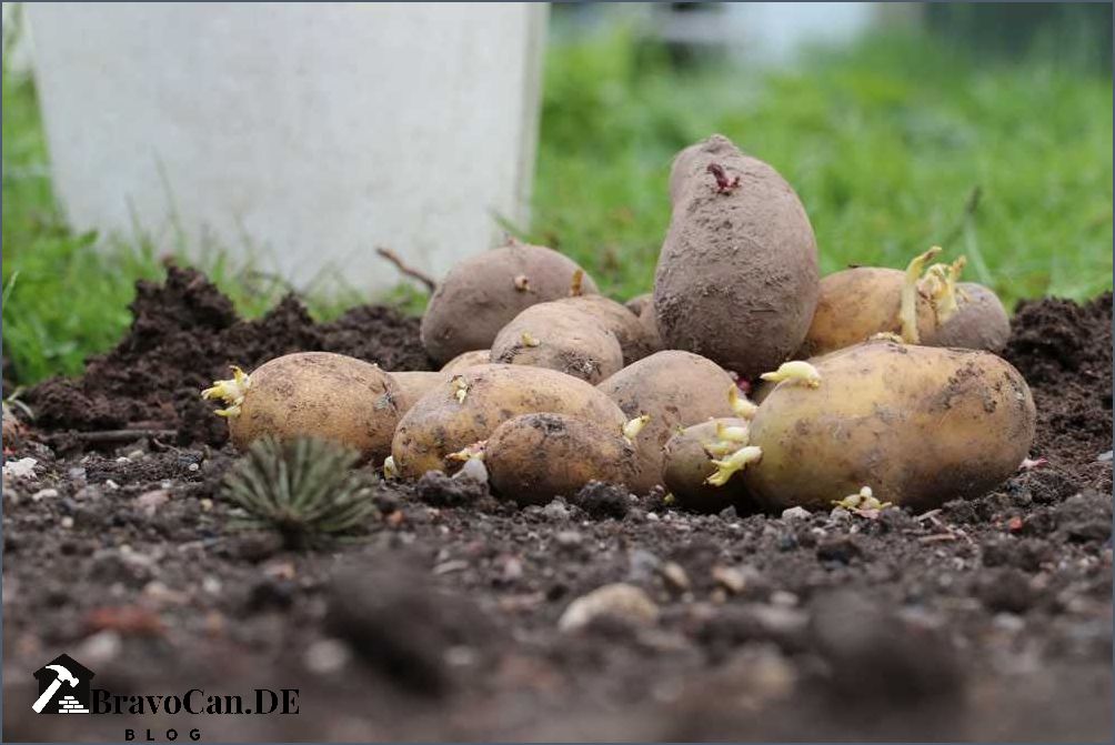 Kartoffel Belana Erntezeit