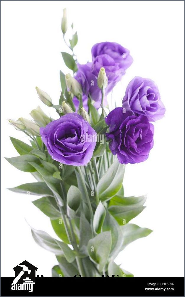 Blume ähnlich rose Alles was Sie über diese schöne Blume wissen müssen ...