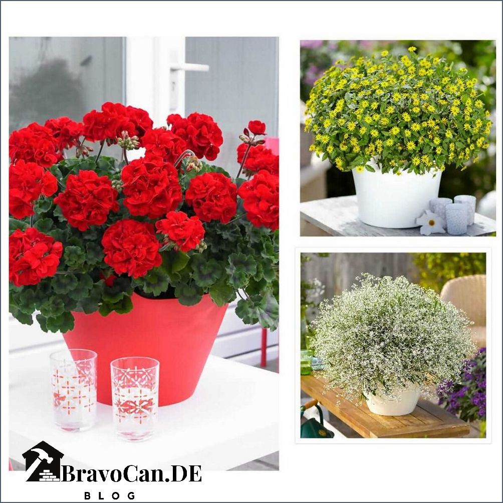 Blumen im Juni Eine bunte Vielfalt für den Sommer – Bravocan.DE