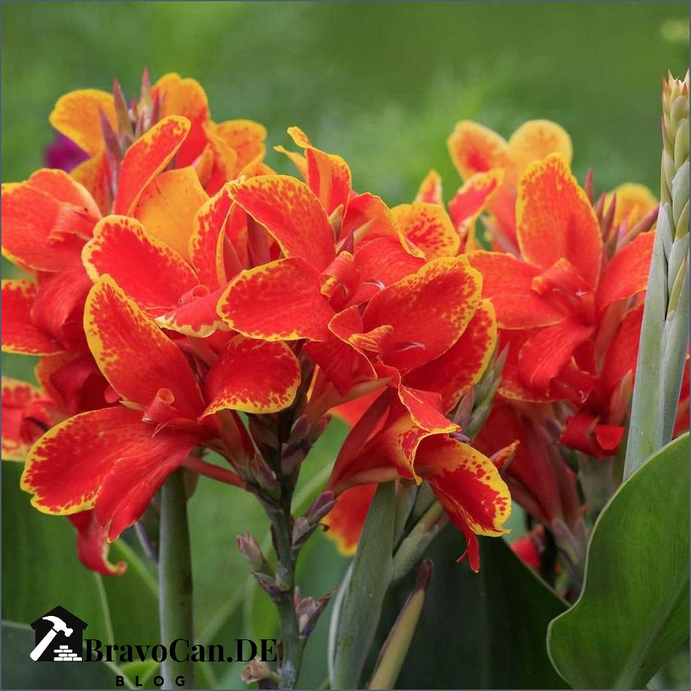 Cannas blühen nicht Gründe und Lösungen – Bravocan.DE