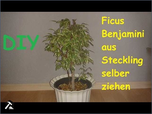 Ficus benjamini vermehren Tipps und Tricks zur Vermehrung von Ficus ...
