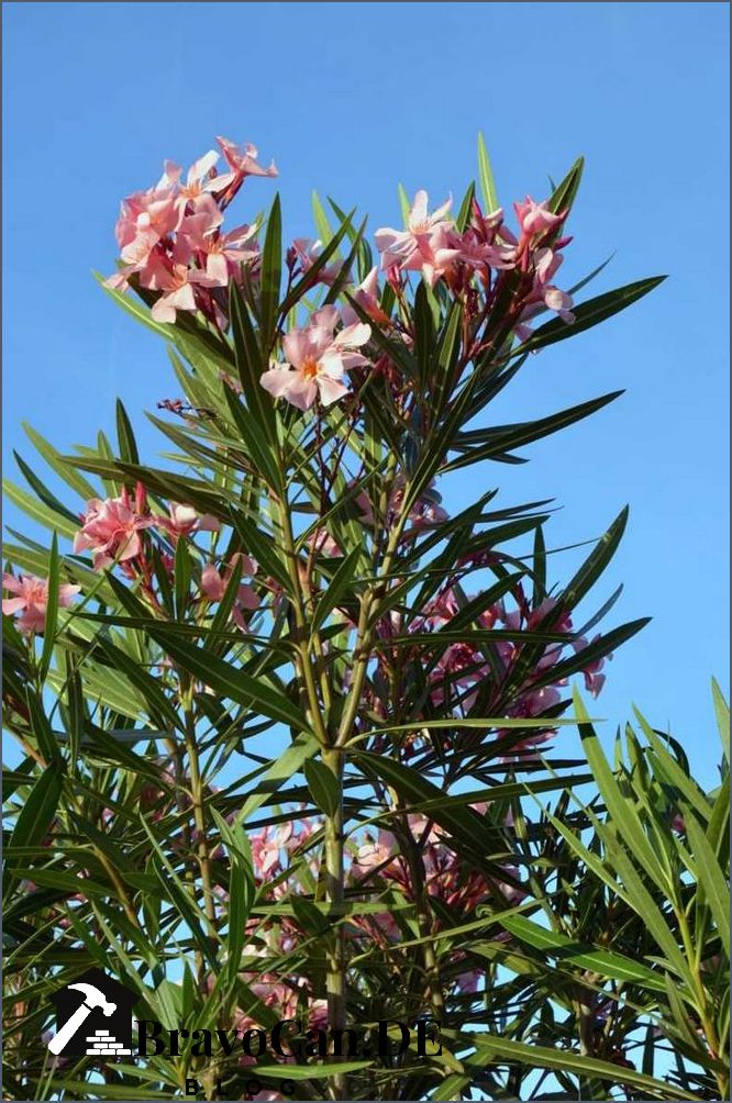Wie Giftig Ist Oleander