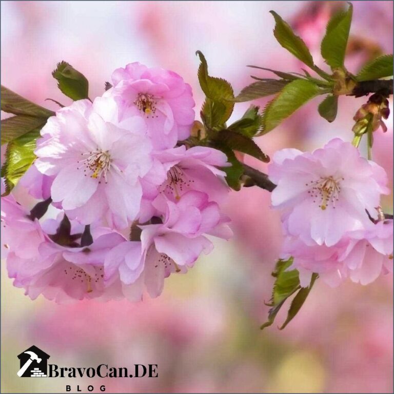 Schone Japanische Zierkirsche Sorten Ebenbild