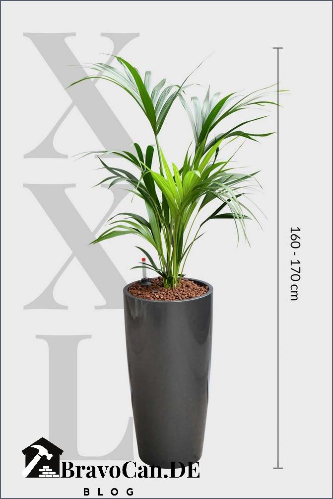 Kentia Palme Katze