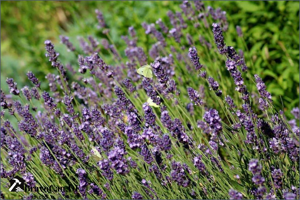 Lavendel lässt Kopf hängen Ursachen Pflege und Tipps – Bravocan.DE