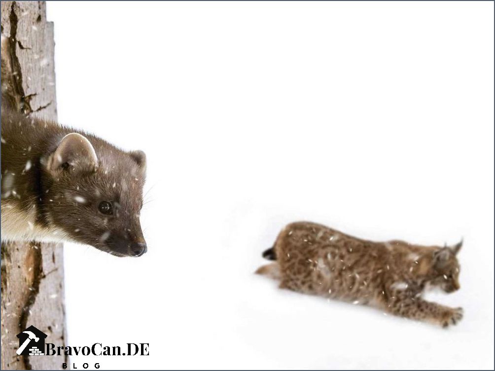Halten Marder Winterschlaf