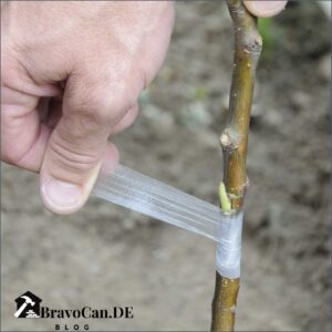 Obstbäume veredeln Methoden und Tipps für eine erfolgreiche Veredelung – Bravocan.DE