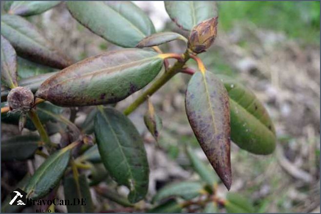 Rhododendron Schwarze Knospen
