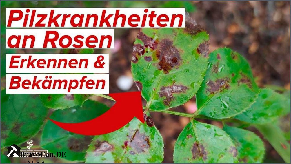 Rosenkrankheiten Ursachen Symptome und Behandlung – Bravocan.DE
