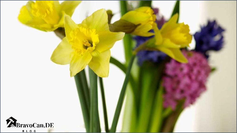 Unterschied Zwischen Osterglocken Und Narzissen