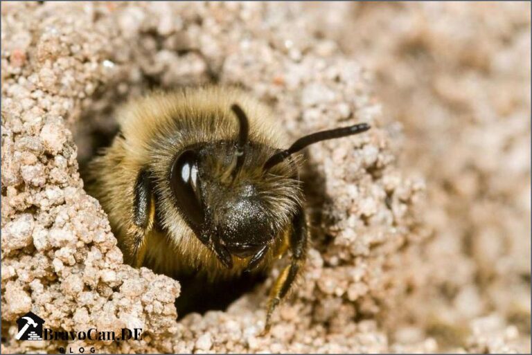 Wann Schlupfen Wildbienen