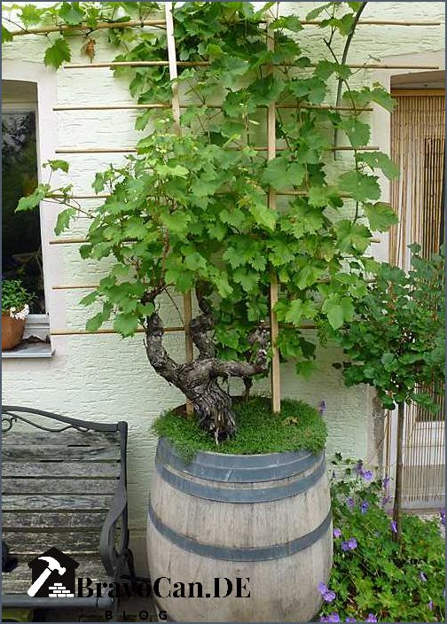 Wein Rankhilfe aus Metall – Tipps und Anleitungen für den erfolgreichen ...