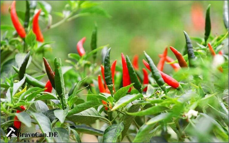 Woher kommt Paprika Eine kurze Geschichte der beliebten Gewürzpflanze ...
