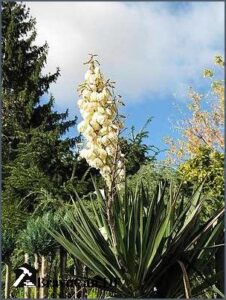 Yucca Palme Blüht Plötzlich