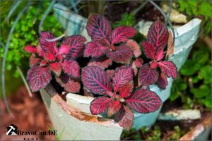Zimmerpflanzen Mit Roter Blute