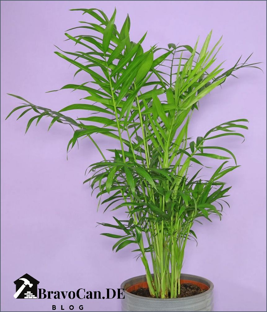 Chamaedorea Elegans Standort