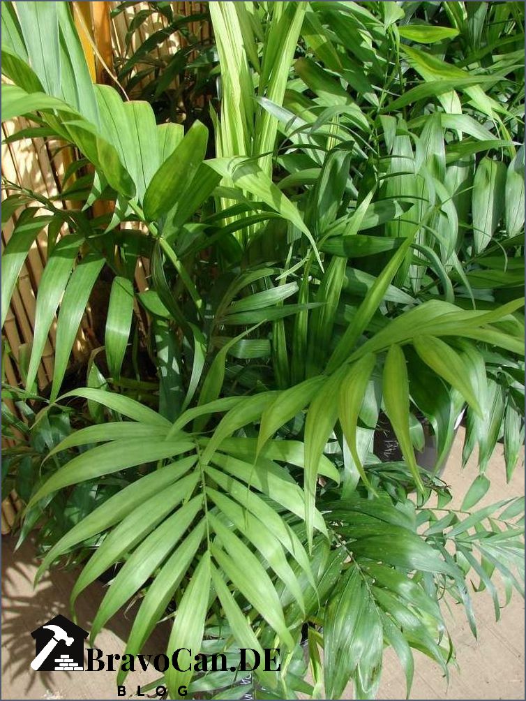 Chamaedorea Elegans Standort