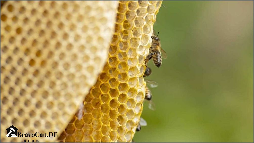Bienen in der Erde Alles was du über unterirdische Bienen wissen ...