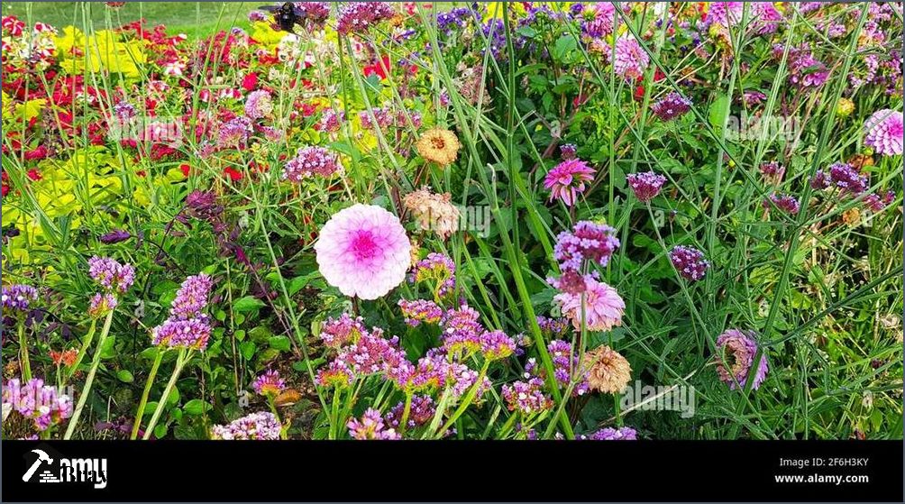 Blumen im Juni Eine bunte Vielfalt für den Sommer – Bravocan.DE