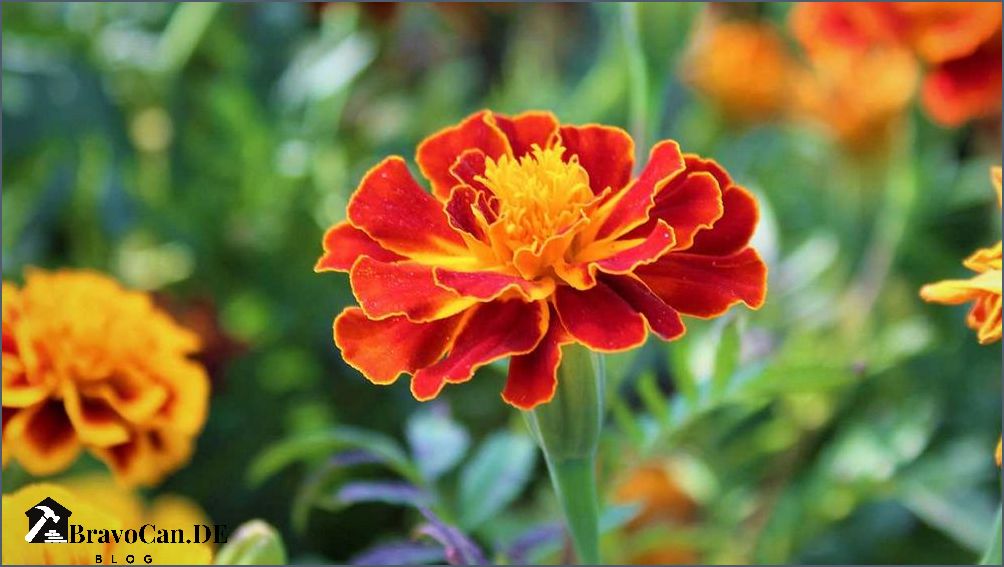 Blumen im Juni Eine bunte Vielfalt für den Sommer – Bravocan.DE