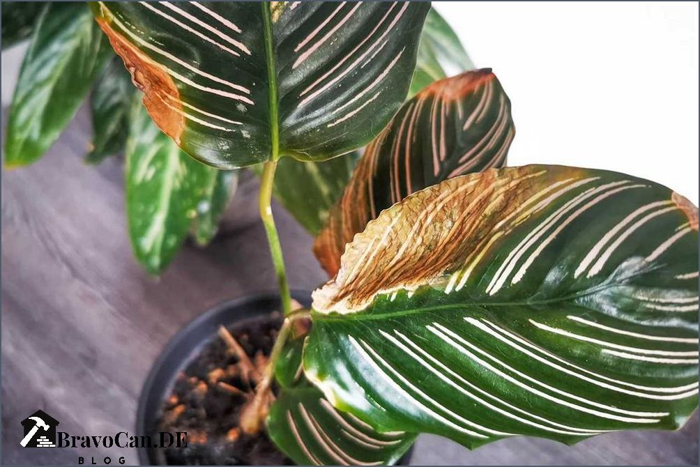 Calathea Braune Rander