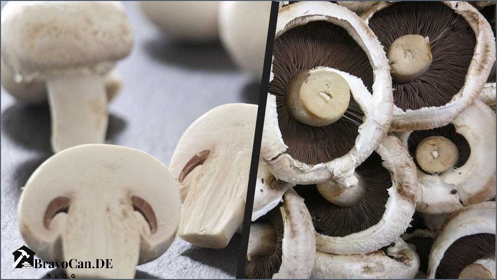 Champignons Weier Flaum