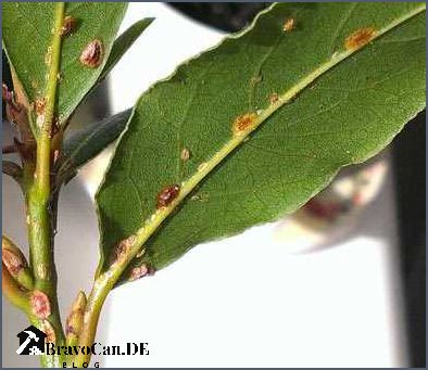 Echter Lorbeer Krankheiten Lorbeerblattfloh Bekampfen