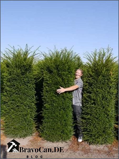 Eibe taxus baccata Alles über die Taxus baccata Pflanze – Bravocan.DE