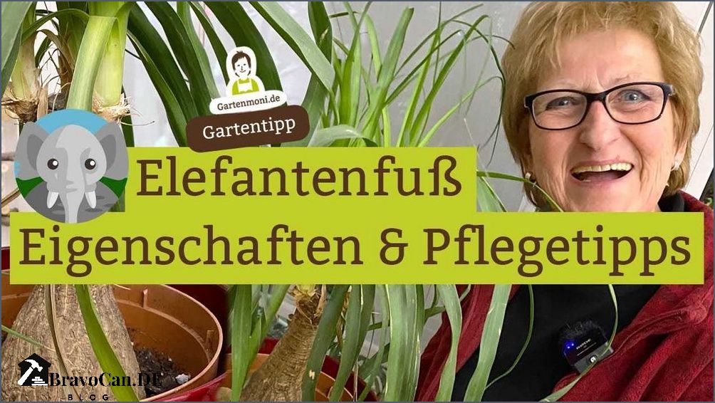 Elefantenfuß Von Unten Gießen