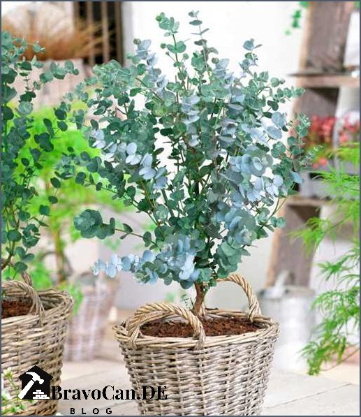 Eukalyptus Pflanze Pflege Im Topf