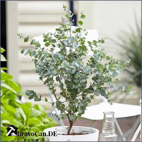 Eukalyptus Pflanze Pflege Im Topf