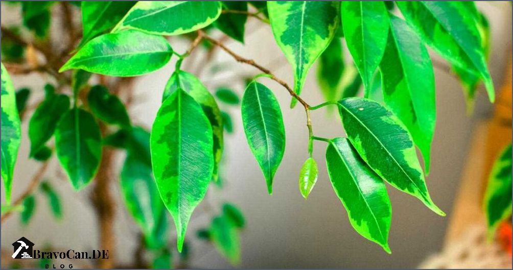 Ficus Benjamini Pflege Tipps zur richtigen Pflege – Bravocan.DE