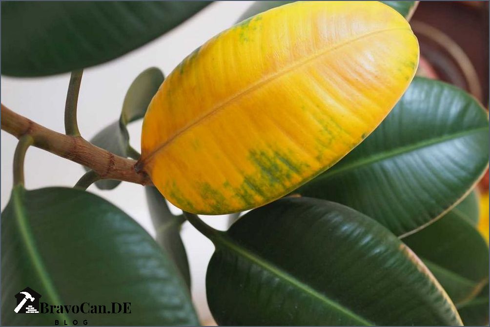 Ficus gelbe Blätter Ursachen Behandlung und Tipps – Bravocan.DE