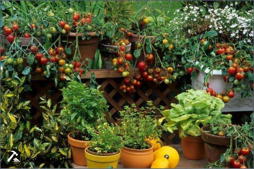 Schone Gemuse Auf Dem Balkon Bild