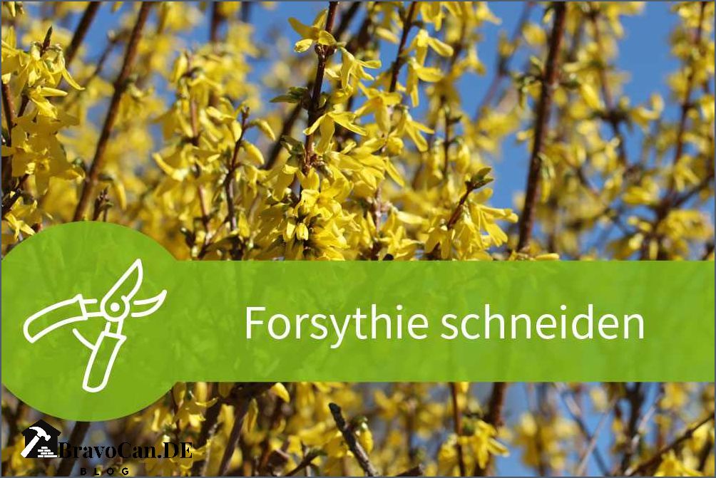 Forsythie Schneiden Radikalschnitt