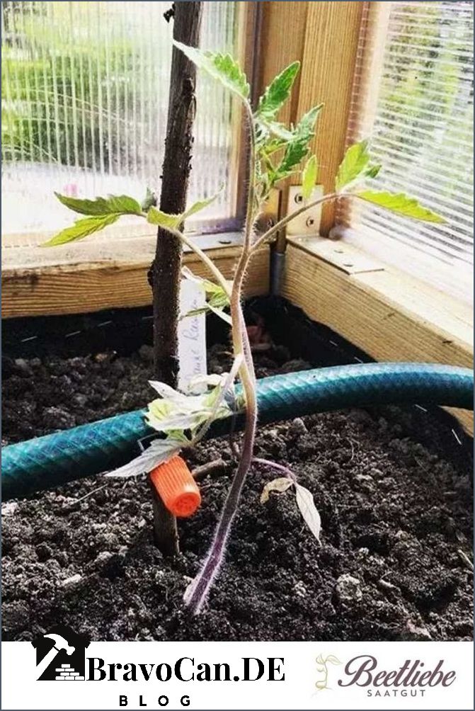 Bewasserungssystem Garten Selber Bauen Ohne Strom
