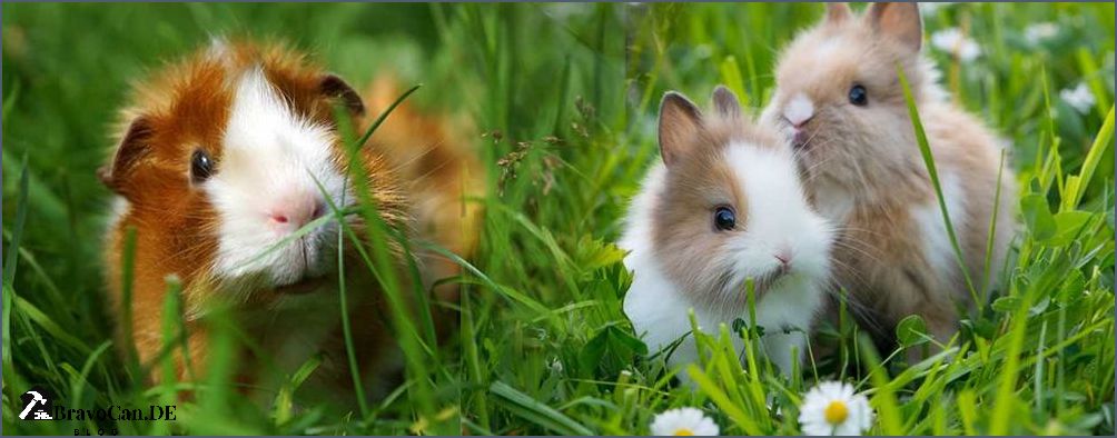 Meerschweinchen Oder Hamster