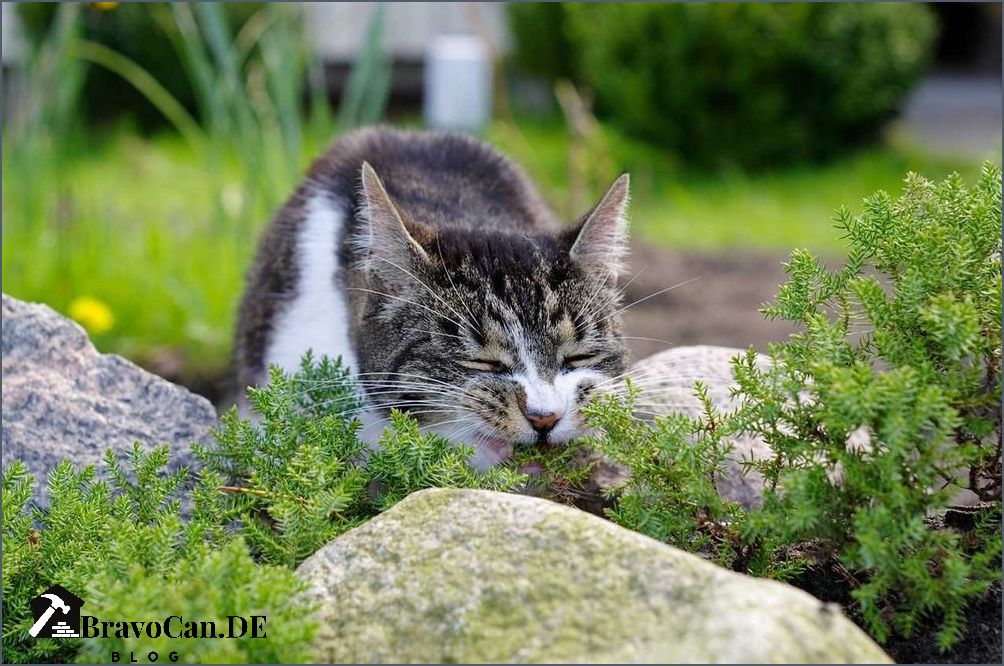 Erstaunlich Thymian Giftig Fur Katzen Ebenbild