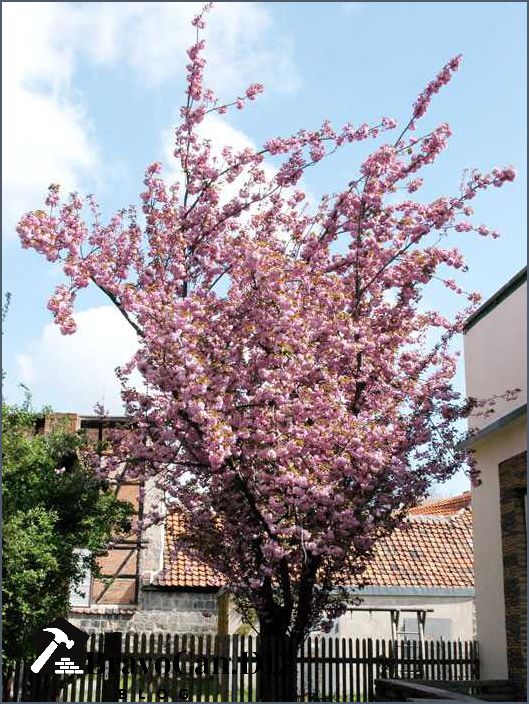 Schone Japanische Zierkirsche Sorten Ebenbild
