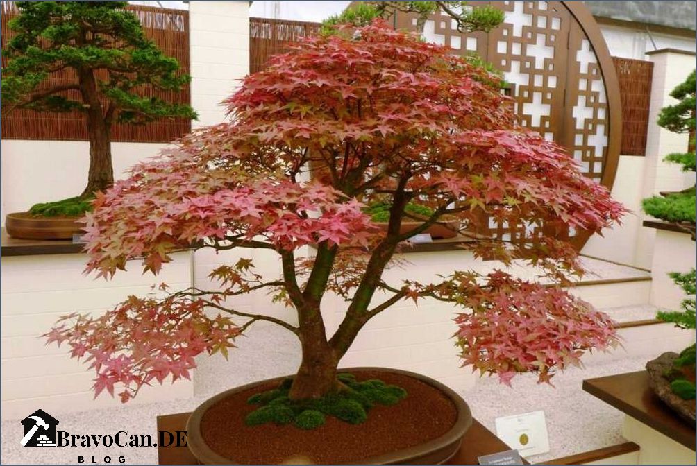 Pflege Japanischer Ahorn