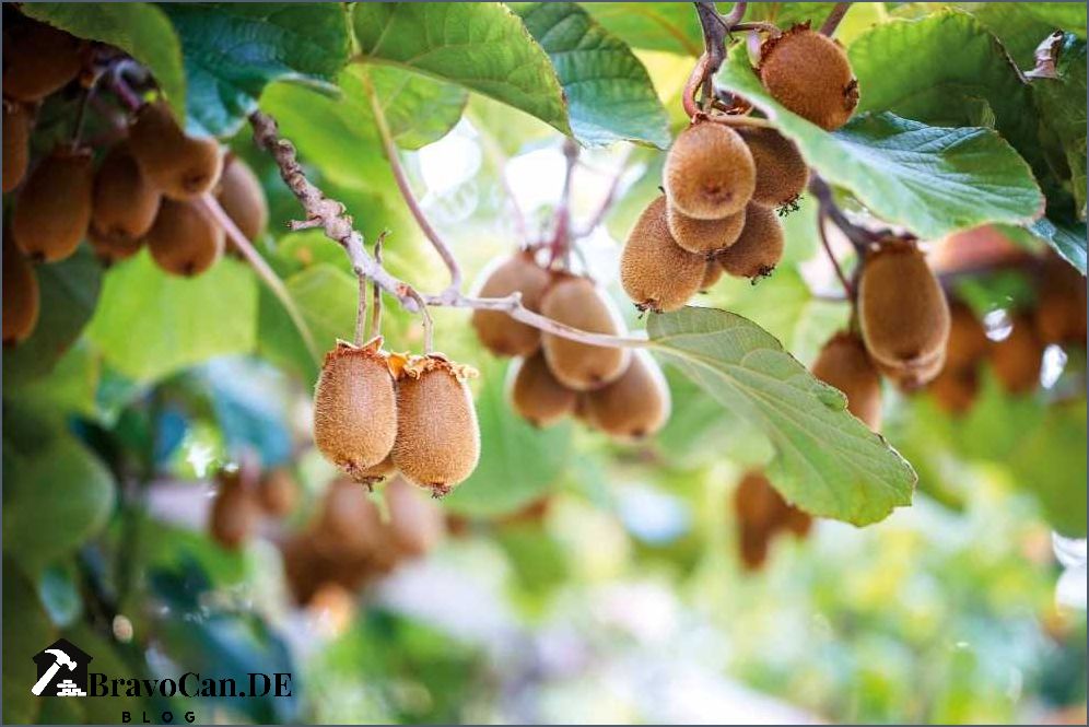 Kiwi Pflanze Blute