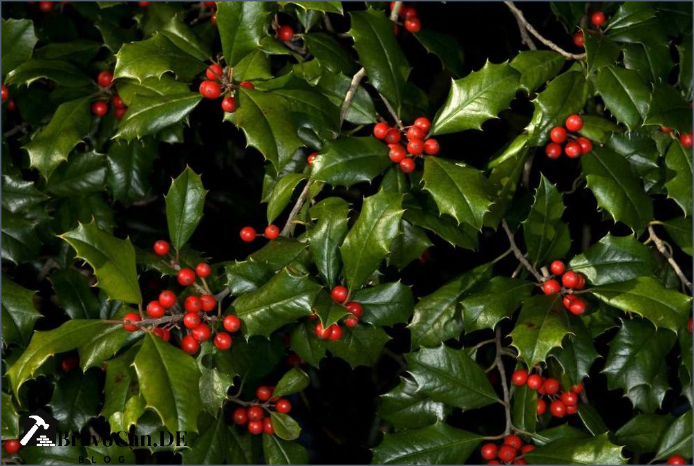 Nadelbaum Mit Roten Beeren