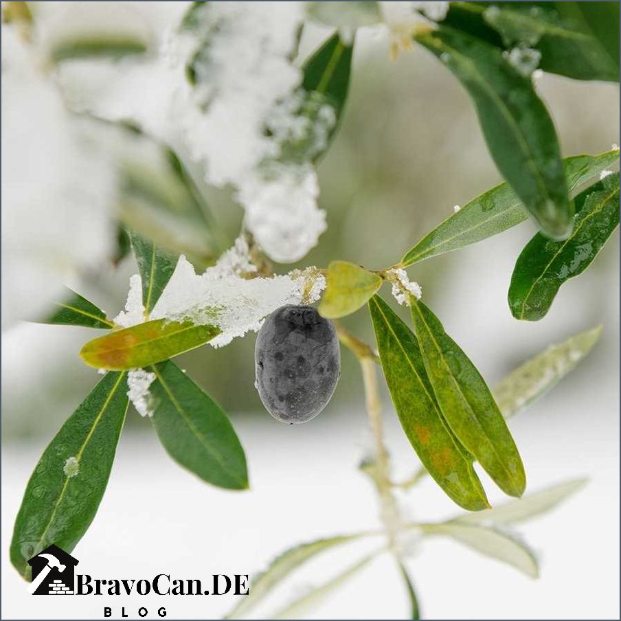 Wie Olivenbaum Uberwintern
