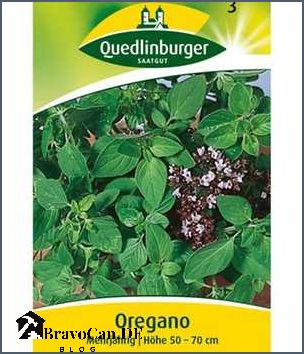 Oregano Gute Nachbarn