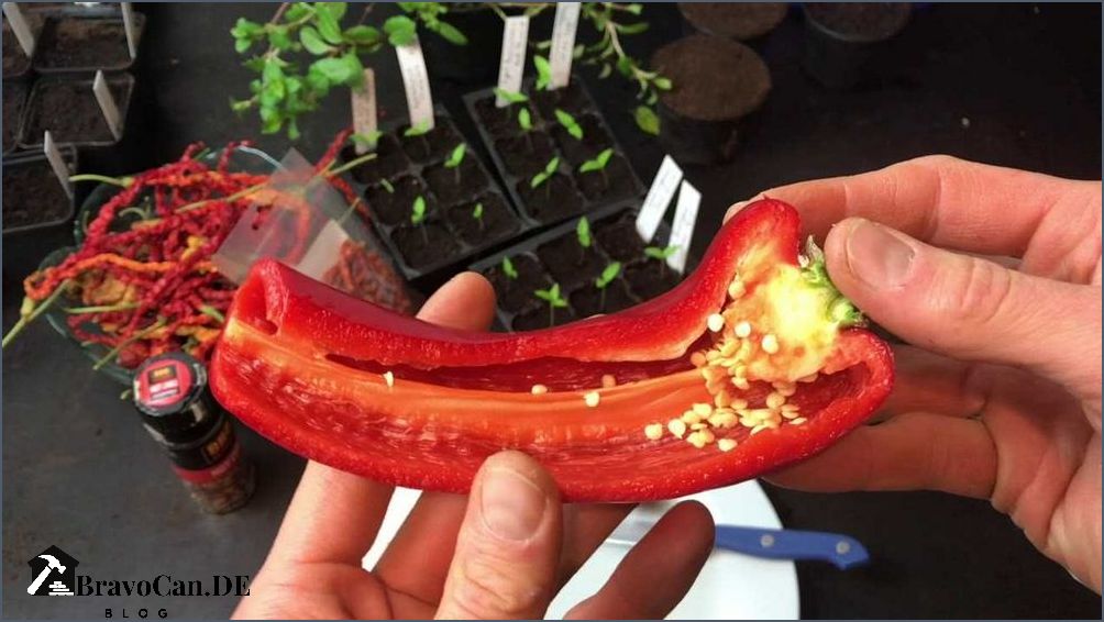 Paprika Samen pflanzen Tipps und Anleitung für eine erfolgreiche ...