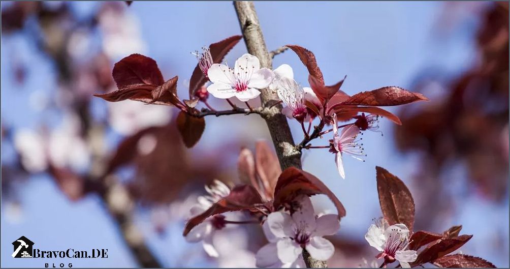 Prunus cerasifera nigra Alles was Sie über diesen schönen Zierbaum ...