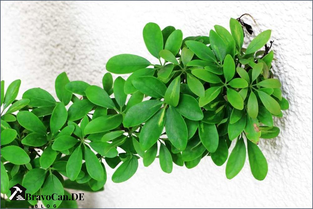 Schefflera Verliert Blatter